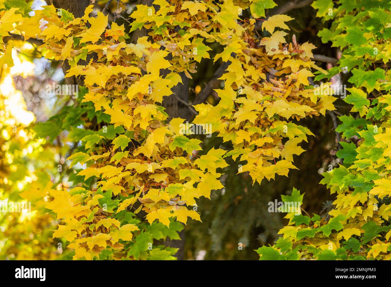 Fall foliage in tree Stock Photo - Alamy