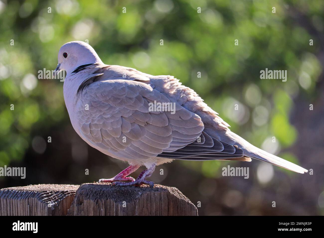Cool dove hi-res stock photography and images - Alamy