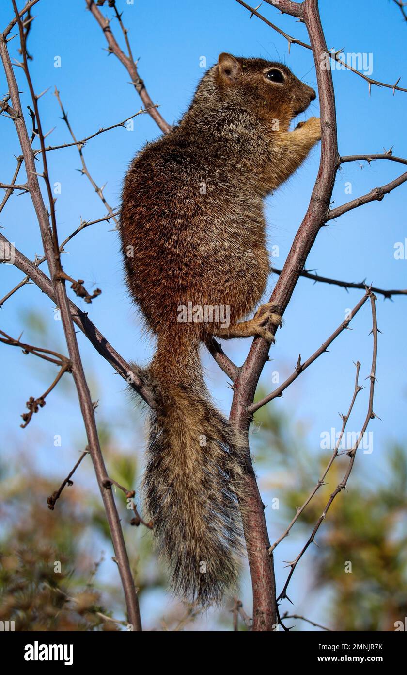 Squirrel in the tree hi-res stock photography and images - Alamy