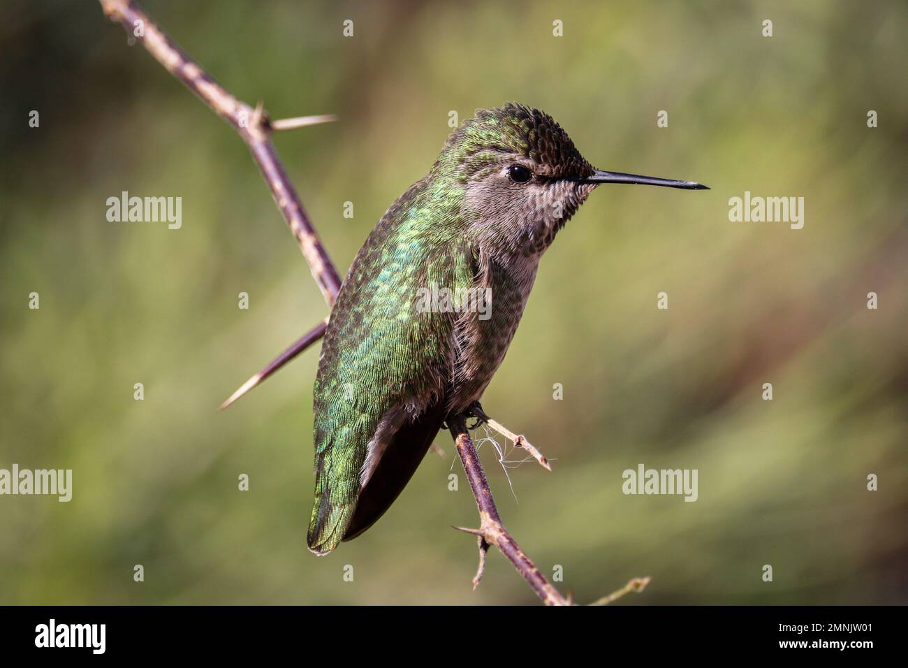 Female anna hummingbird hi-res stock photography and images - Alamy