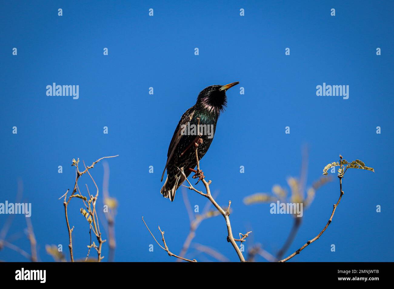 European starling or Sturnus vulgaris singing at the top of a tree at ...