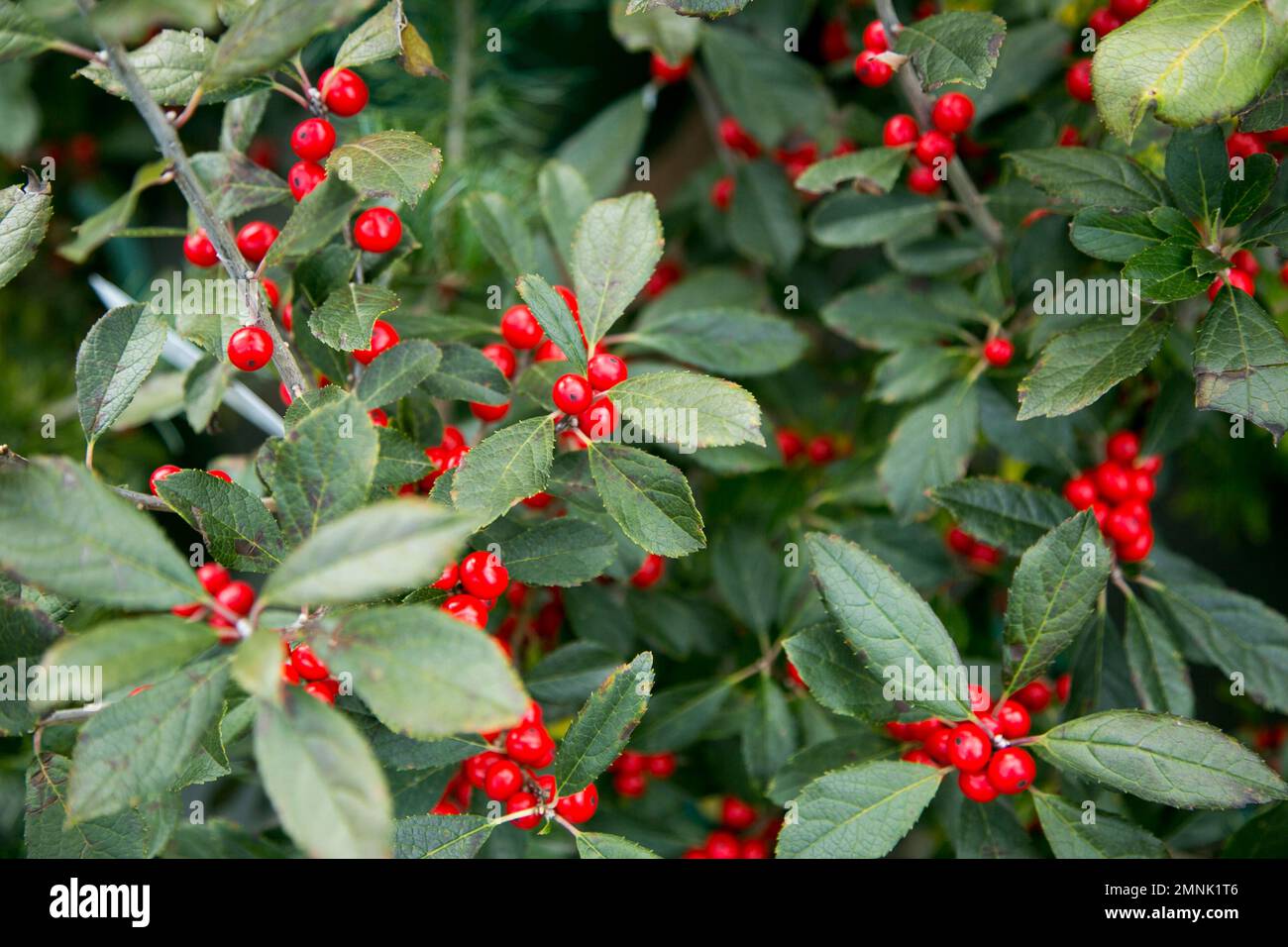 Close-up of holly berries on bush Stock Photo - Alamy