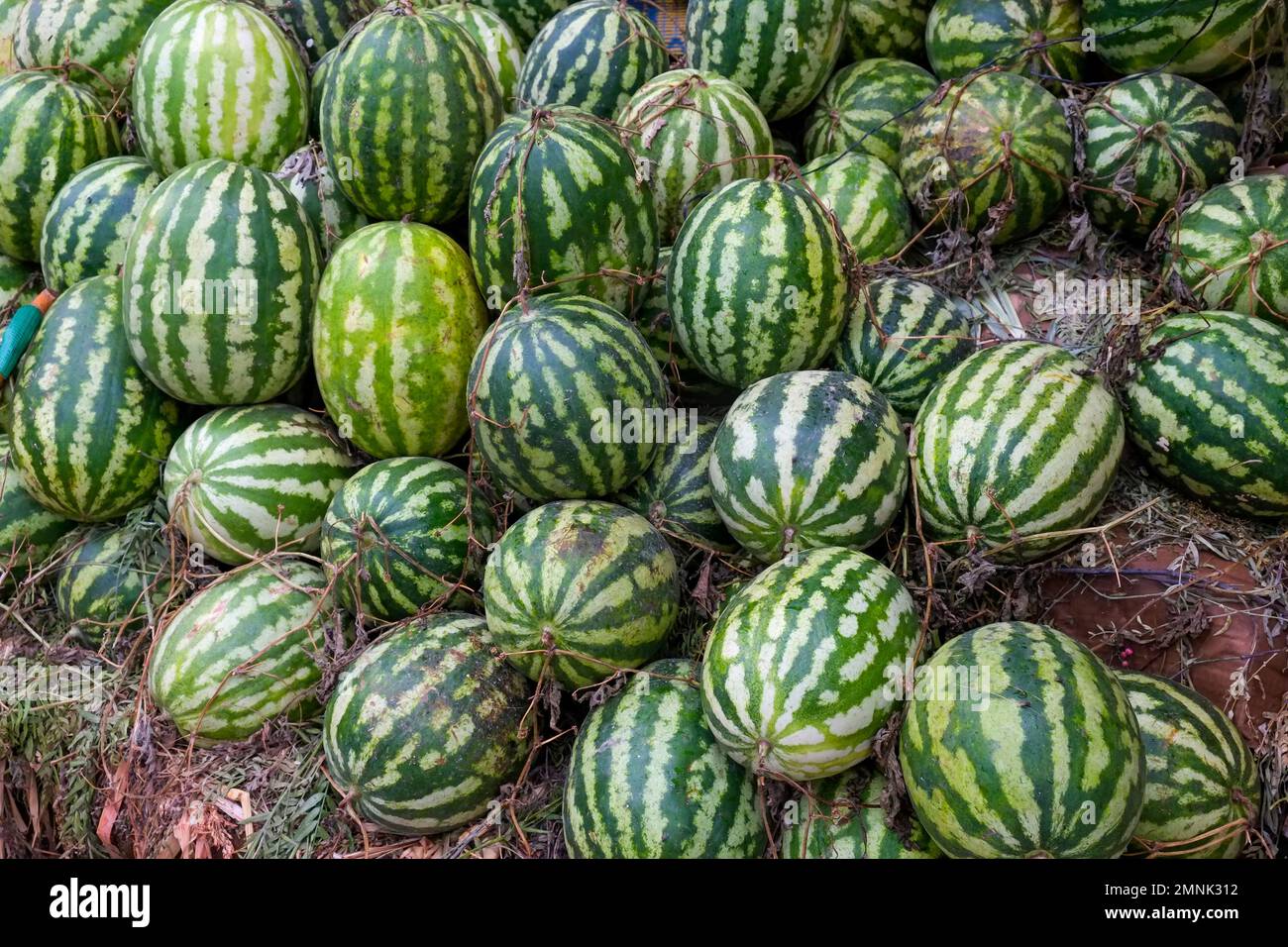 Heap of striped melons for sale Stock Photo - Alamy