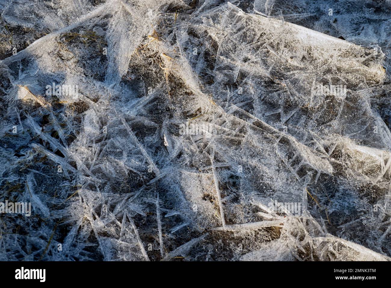 Film of ice covers tidal grass, Eagle beach, Juneau, Alaska Stock Photo ...