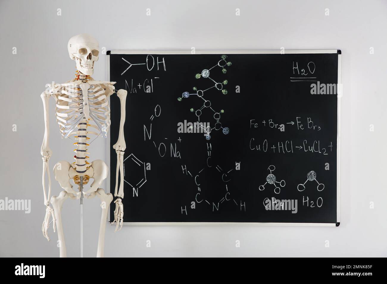 Human skeleton in classroom hi-res stock photography and images - Alamy