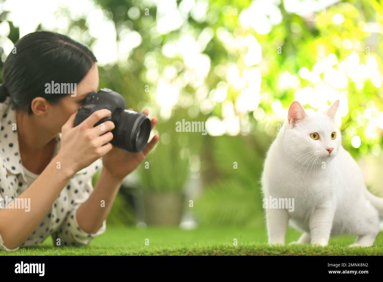 Professional animal photographer taking picture of beautiful white cat ...