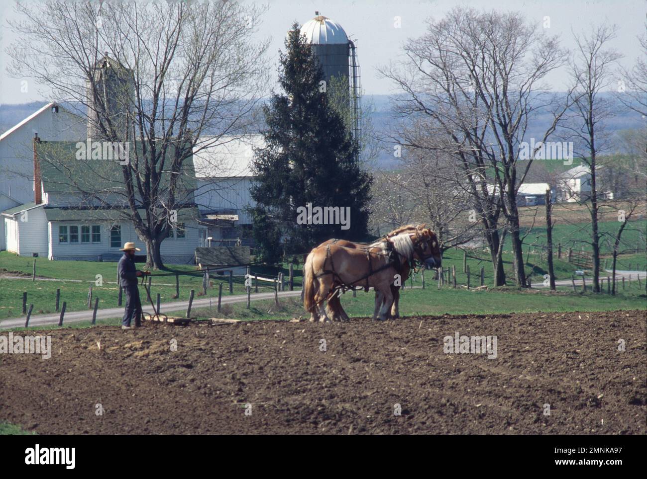 Amish man out farming using horse drawn equipment Stock Photo - Alamy