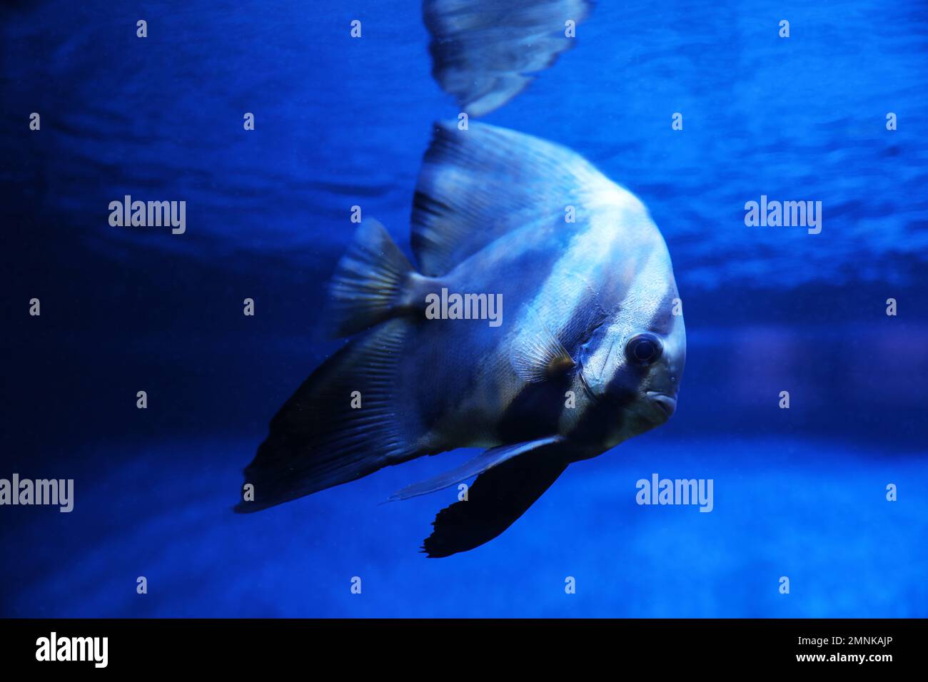 Batfish swimming in vibrant aquarium hi-res stock photography and ...