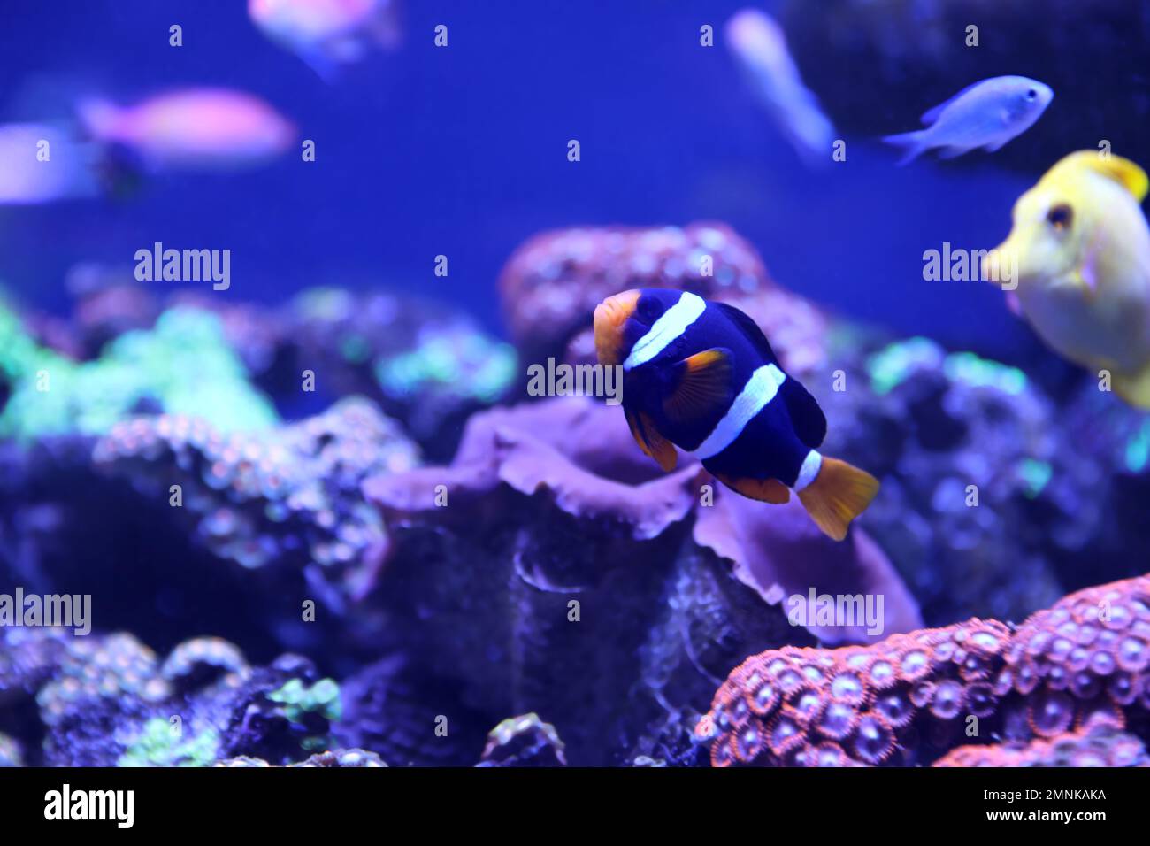 Beautiful clown fish in clear aquarium water Stock Photo - Alamy