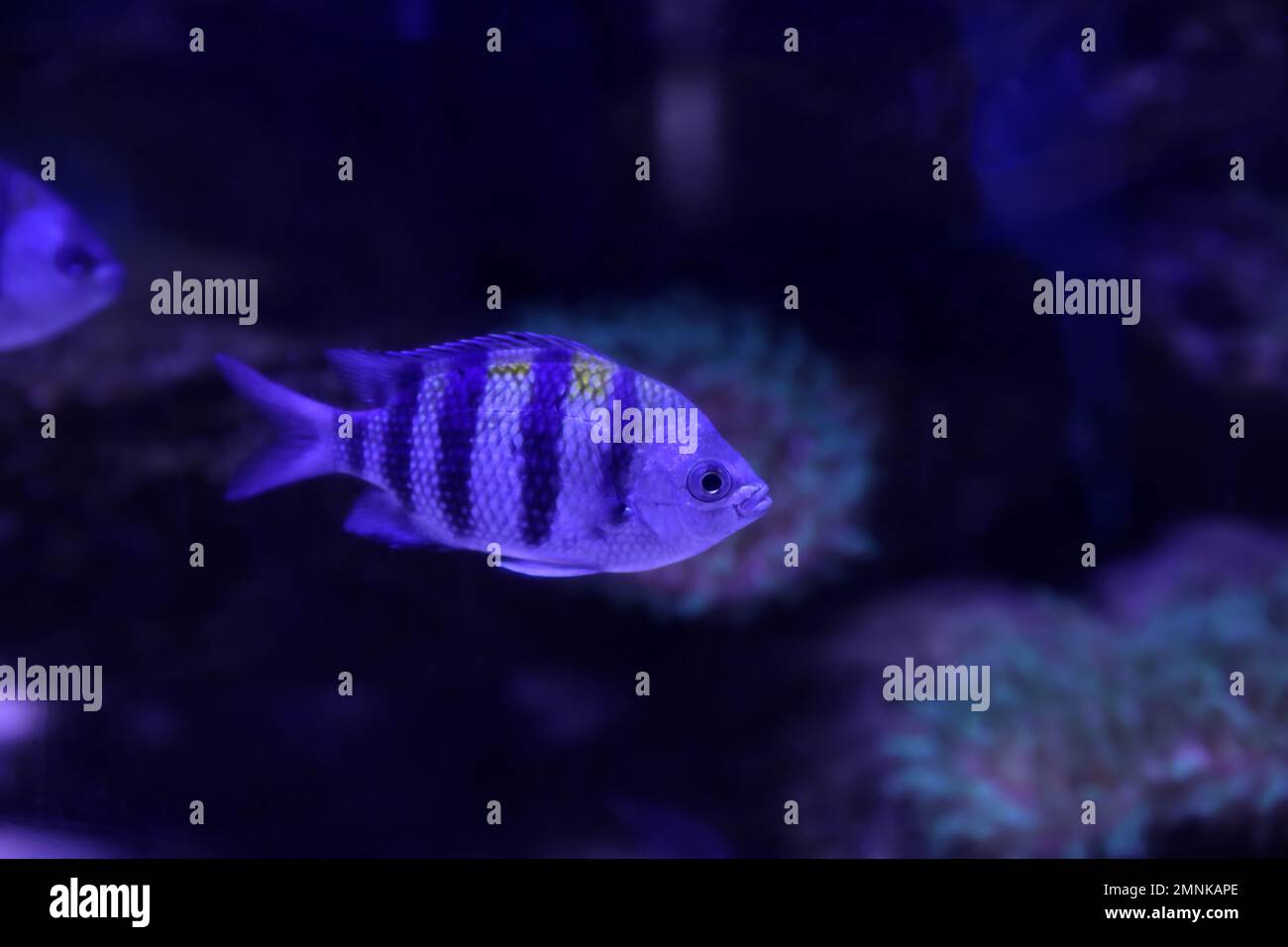 Beautiful sergeant major fish swimming in clear toned blue aquarium ...