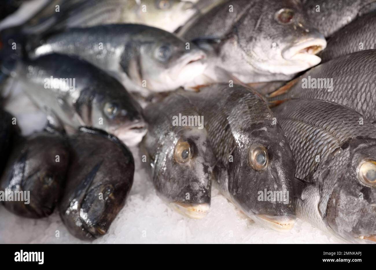 Different types of fresh fish on ice in supermarket, closeup Stock ...