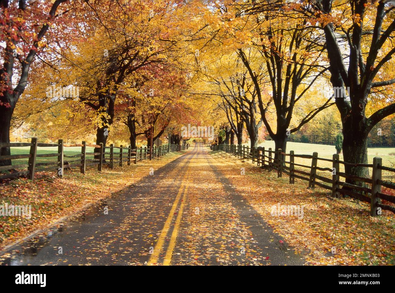 Fall scenic of a leaf covered road or path tree line and fence lined ...