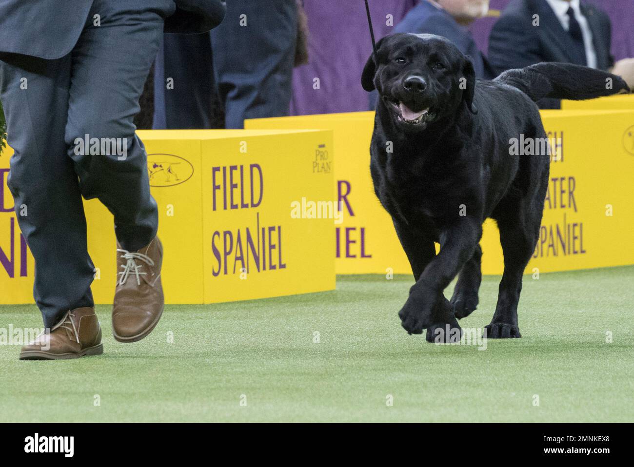 In this Tuesday, Feb. 13, 2018, photo, Memo, a Labrador retriever ...