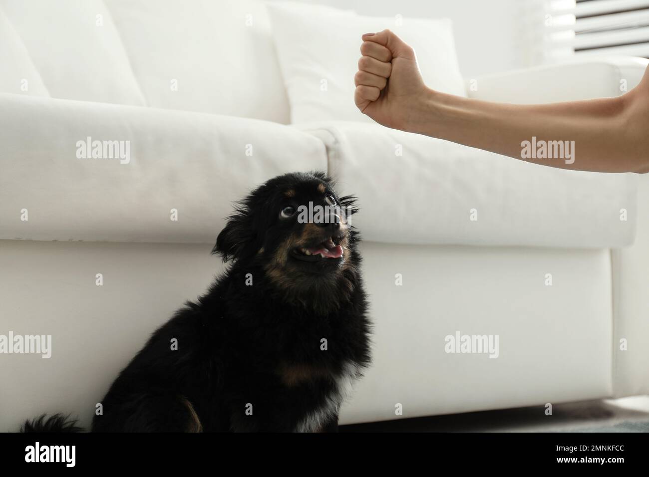 Woman beating dog at home, closeup. Domestic violence against pets ...