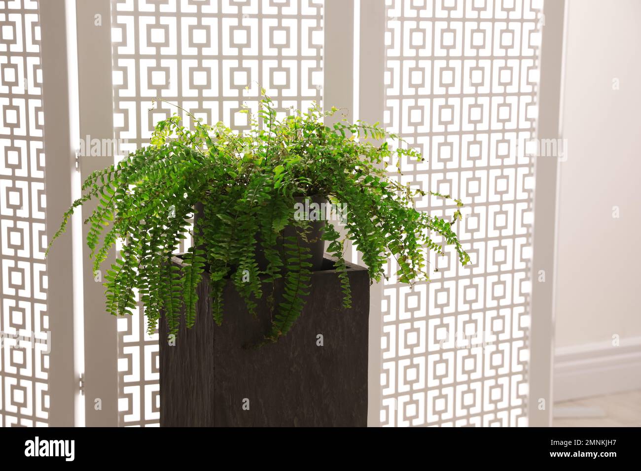 Large pot with plant at home. Element of interior design Stock Photo ...