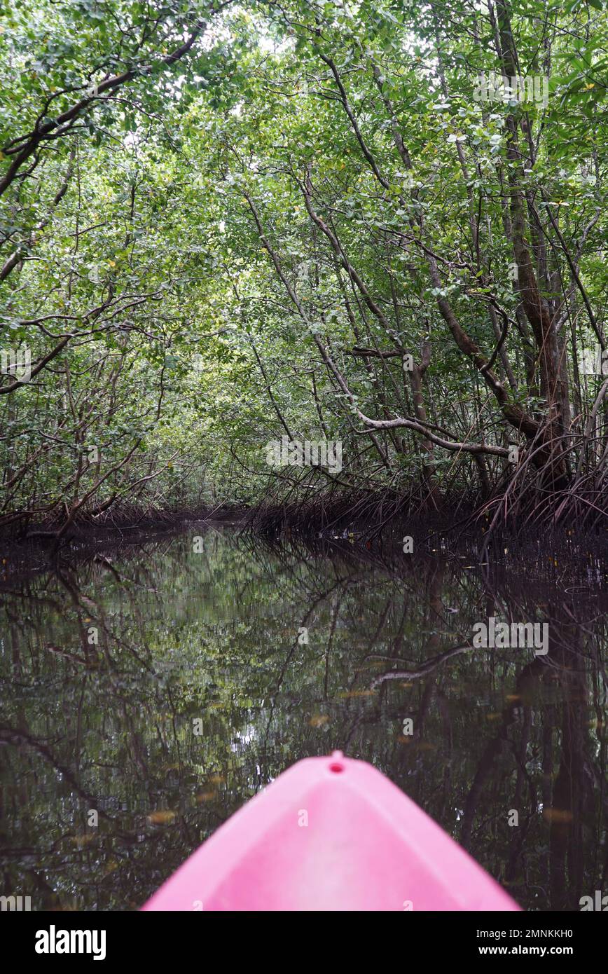 This Oct. 26, 2017 photo shows a kayak, winding through dense mangroves ...