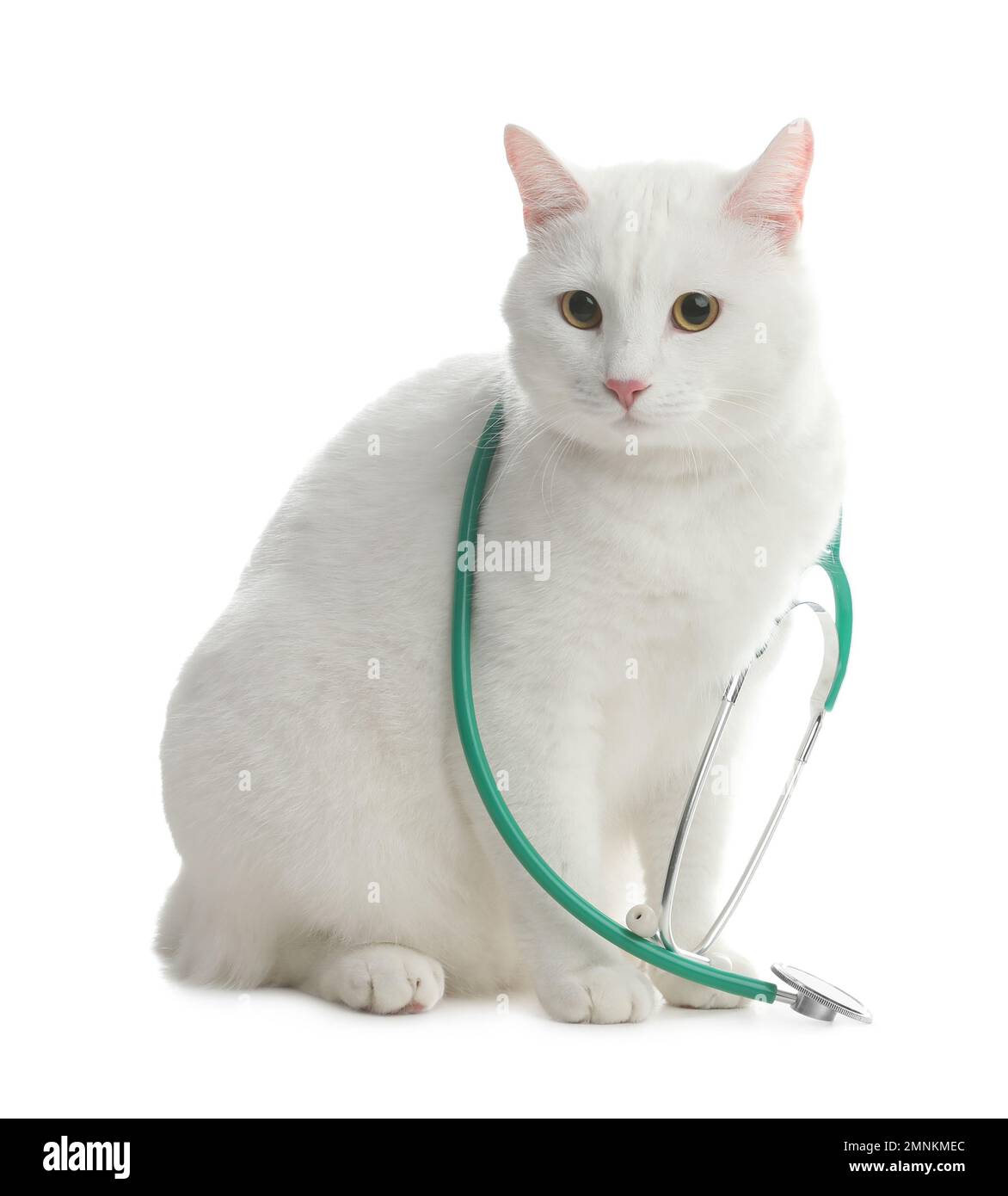 Cute cat with stethoscope as veterinarian on white background Stock ...