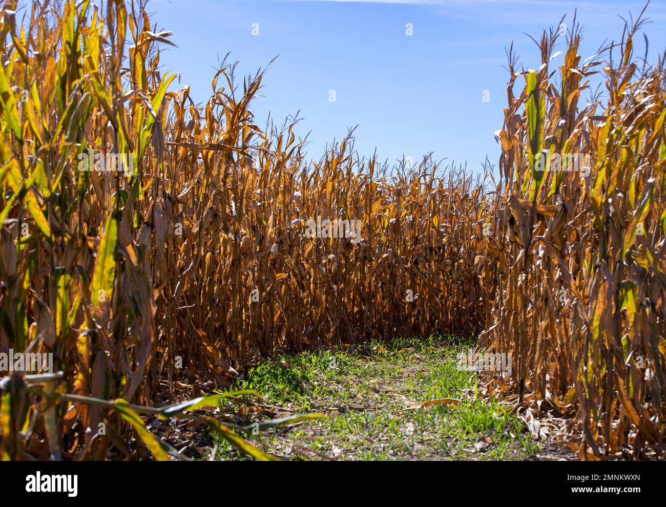 A beginner’s corn maze sits outside of Britt’s Garden Acres in ...
