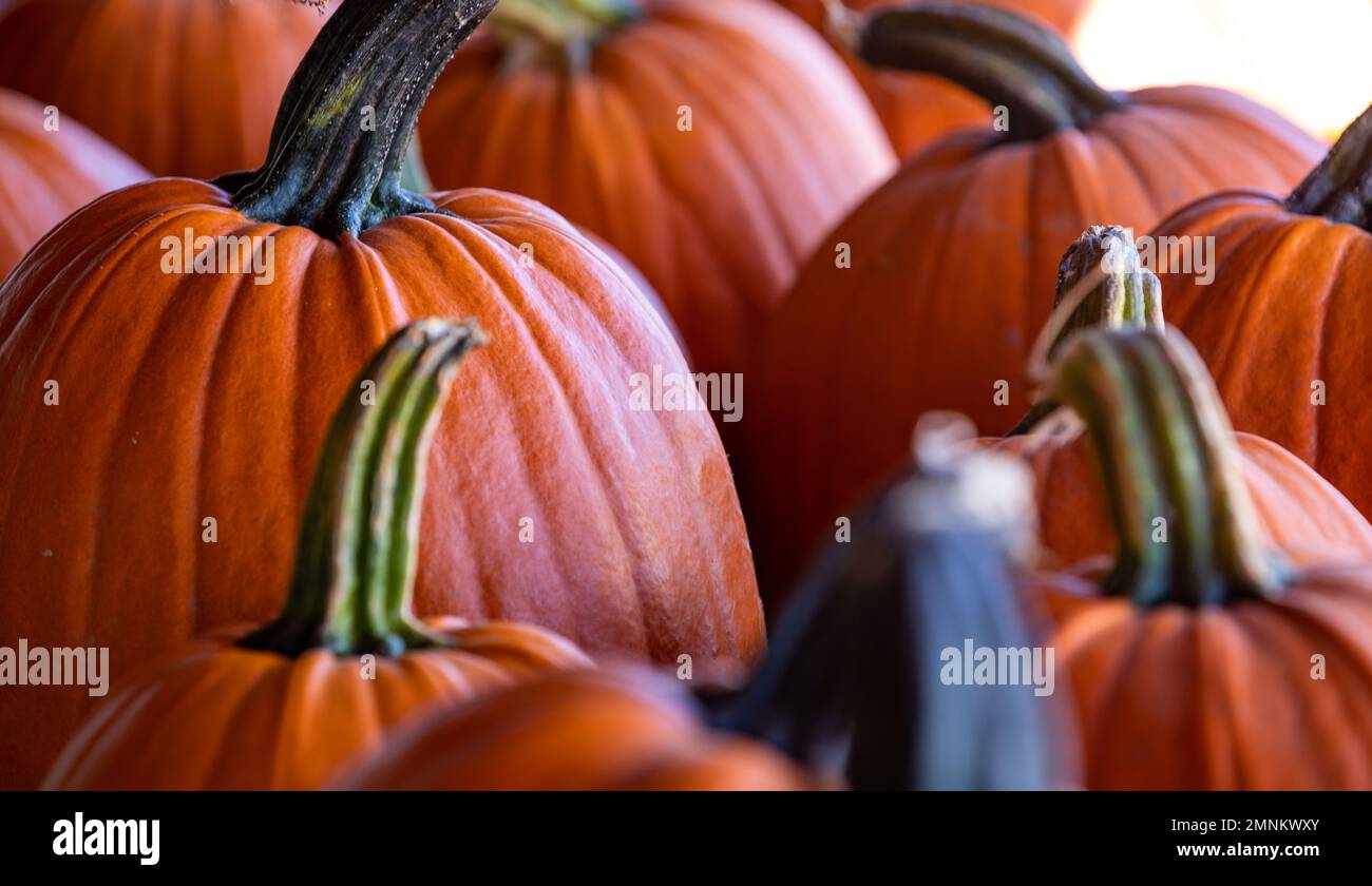 Autumn gold pumpkins are set for display at Britt’s Garden Acres in ...
