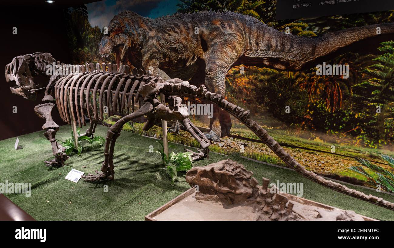 The beijing museum of ancient animals hi-res stock photography and ...
