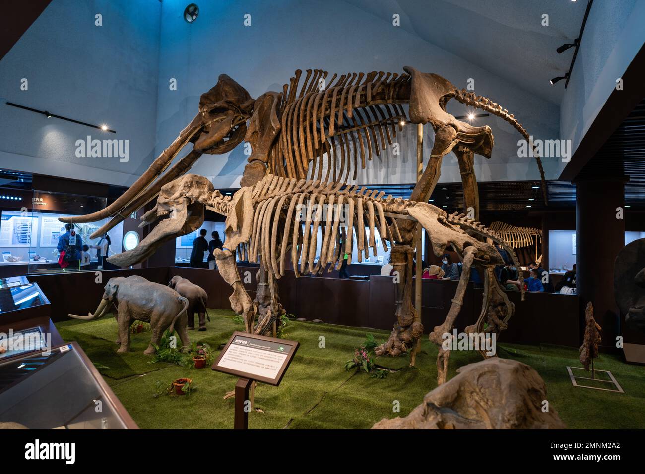 Beijing museum of ancient animals Stock Photo - Alamy