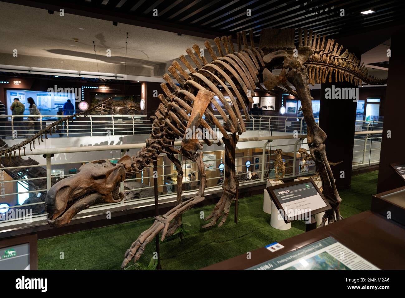 The beijing museum of ancient animals hi-res stock photography and ...
