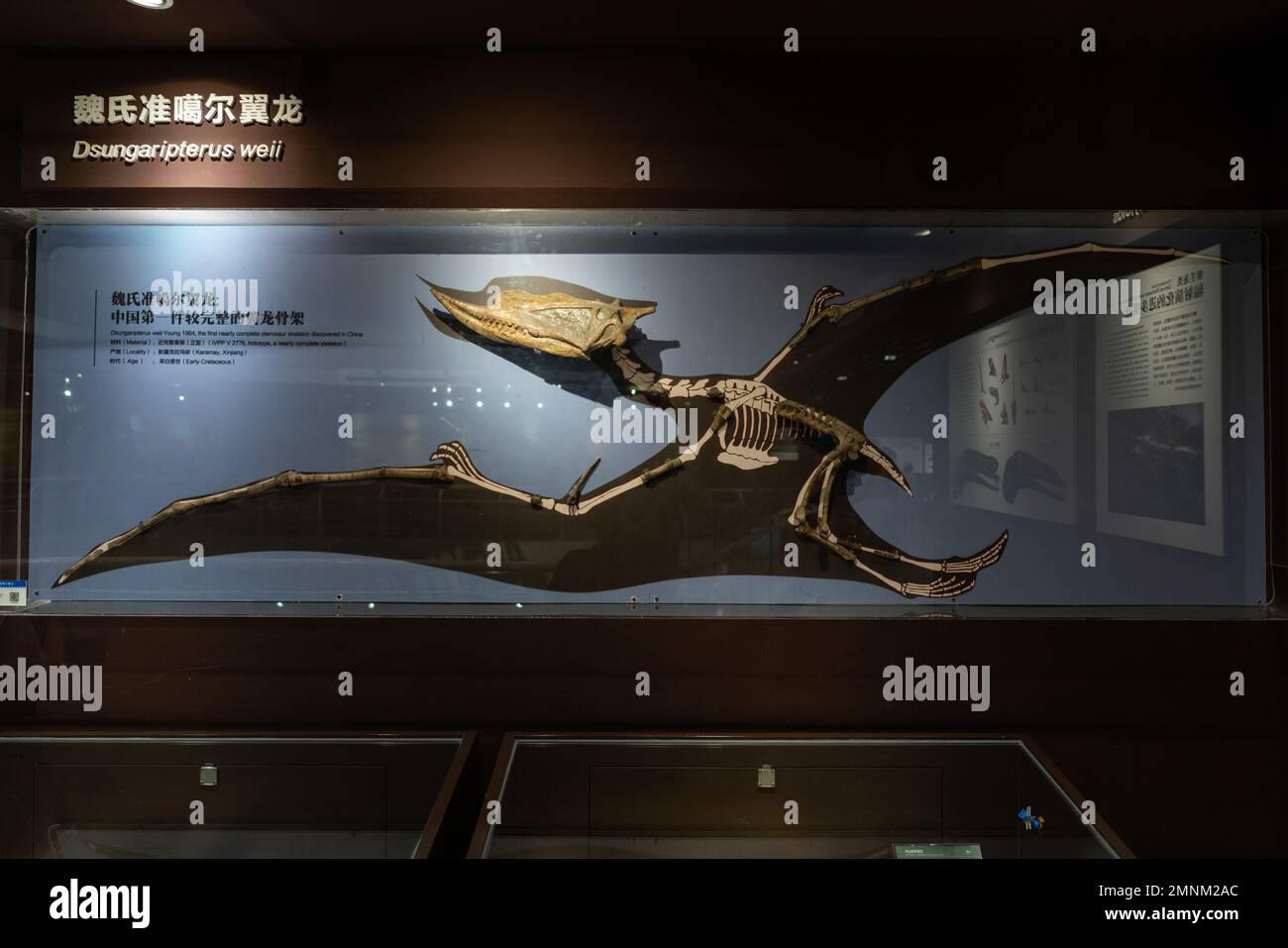 The beijing museum of ancient animals hi-res stock photography and ...