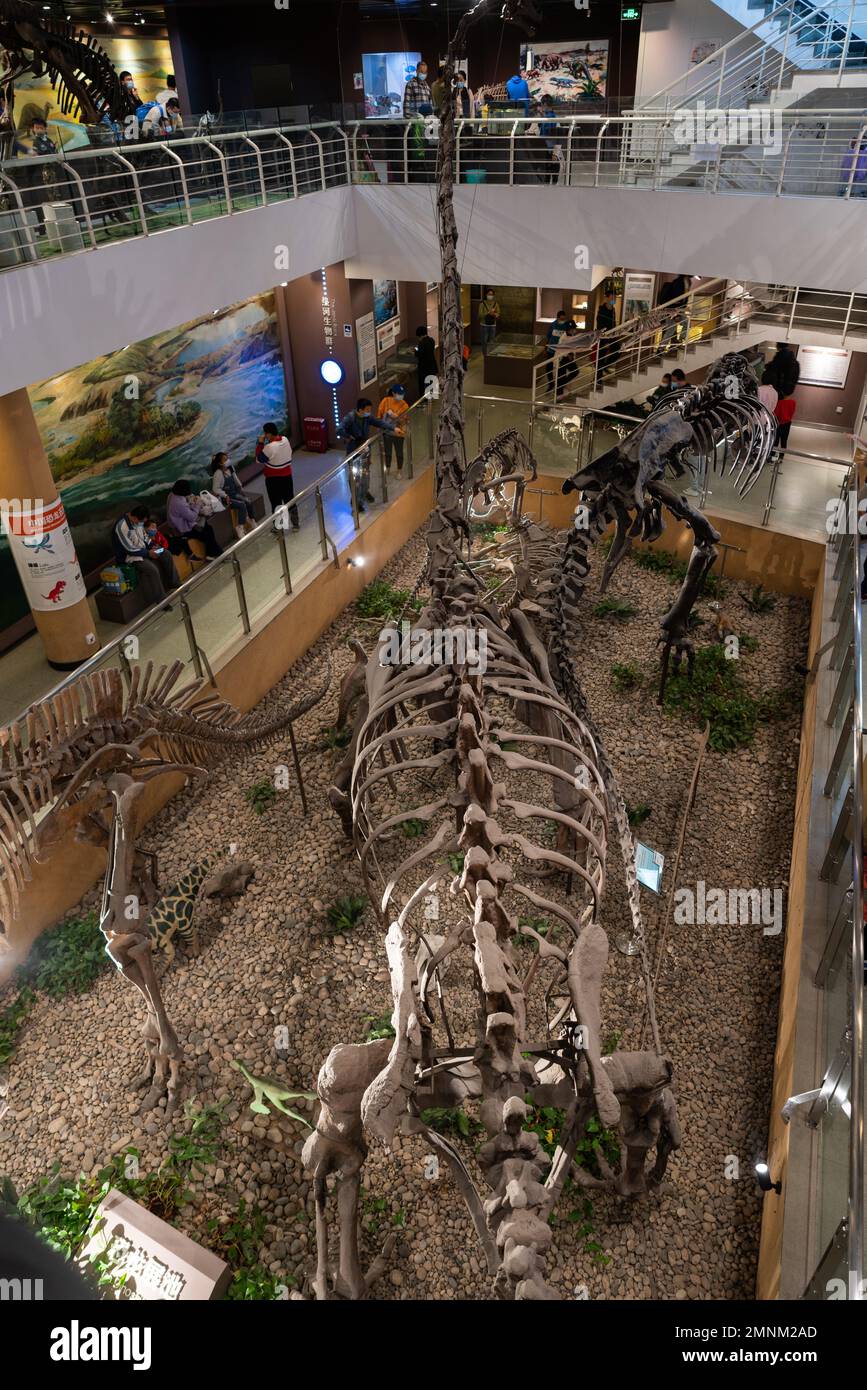 The beijing museum of ancient animals hi-res stock photography and ...