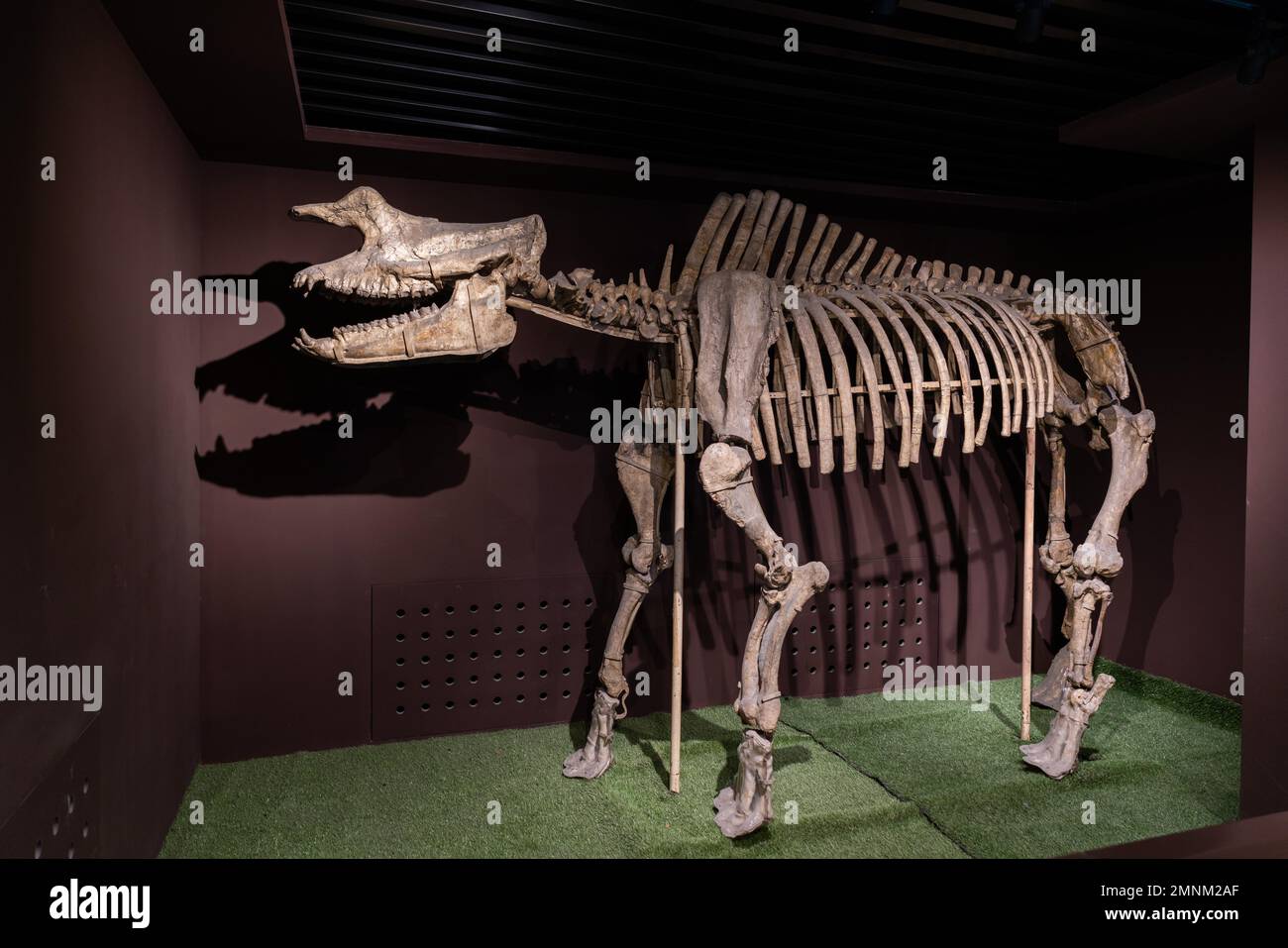 Beijing museum of ancient animals Stock Photo - Alamy