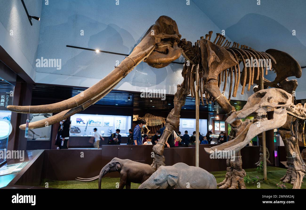 Beijing museum of ancient animals Stock Photo - Alamy