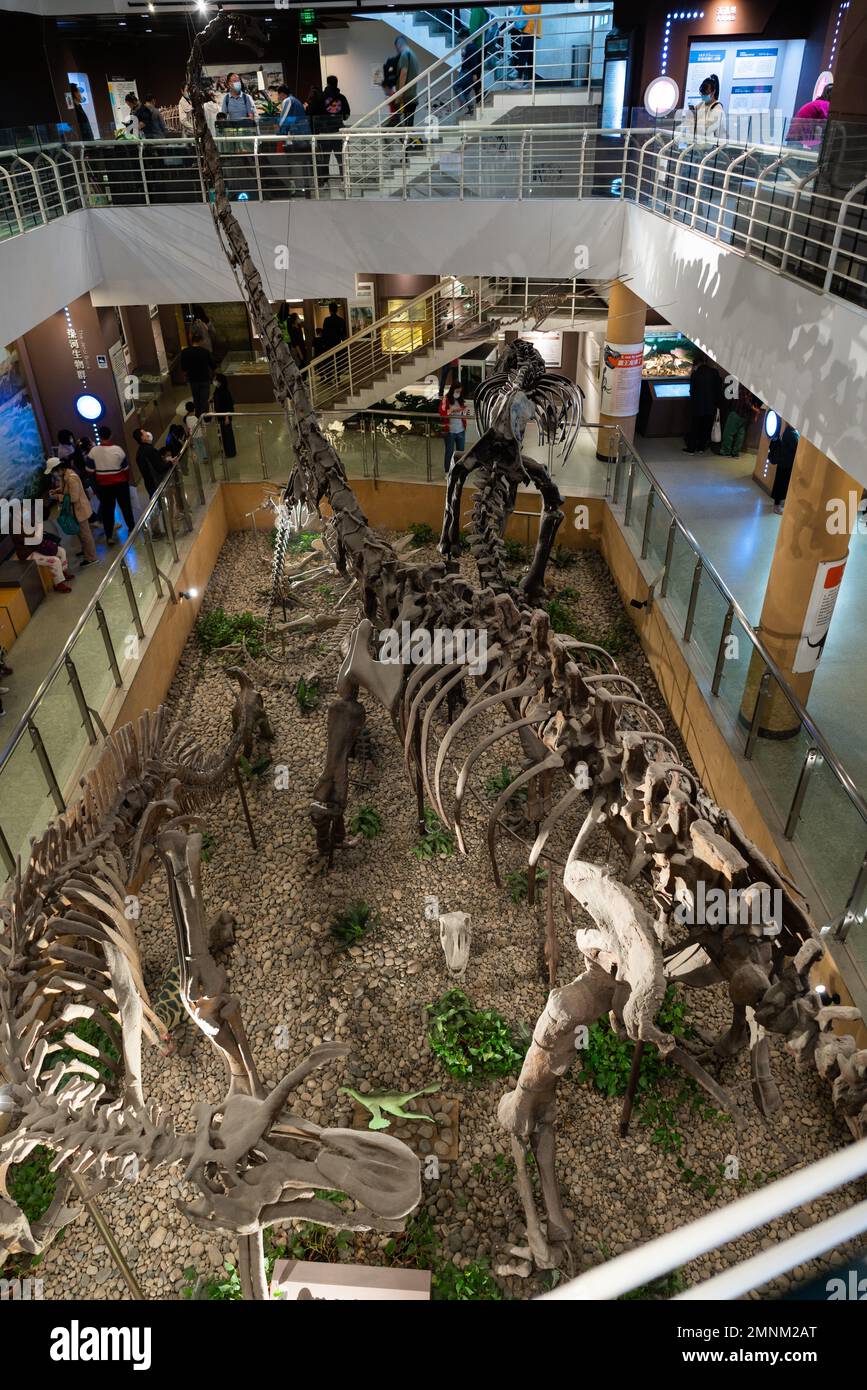 The beijing museum of ancient animals hi-res stock photography and ...