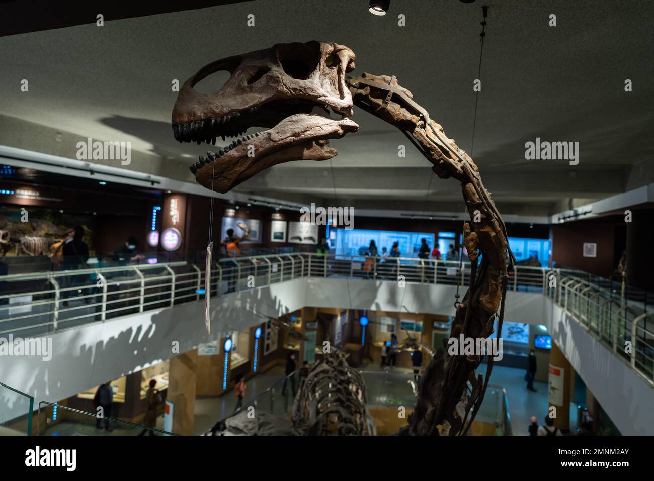 Beijing museum of ancient animals Stock Photo - Alamy