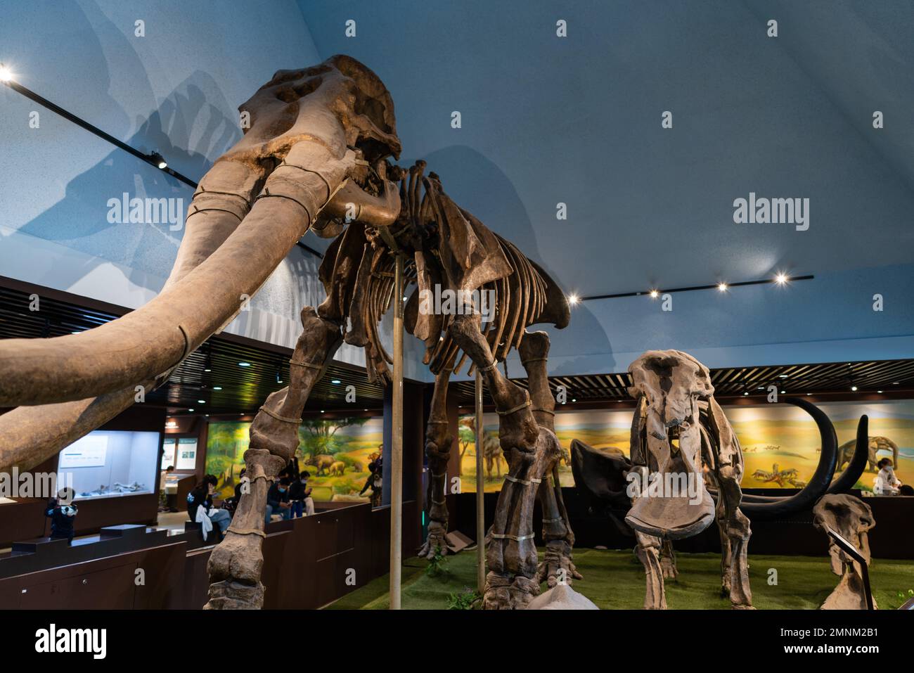 The beijing museum of ancient animals hi-res stock photography and ...