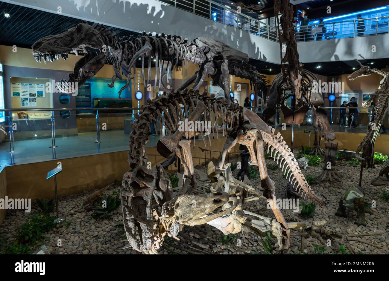Beijing museum of ancient animals Stock Photo - Alamy