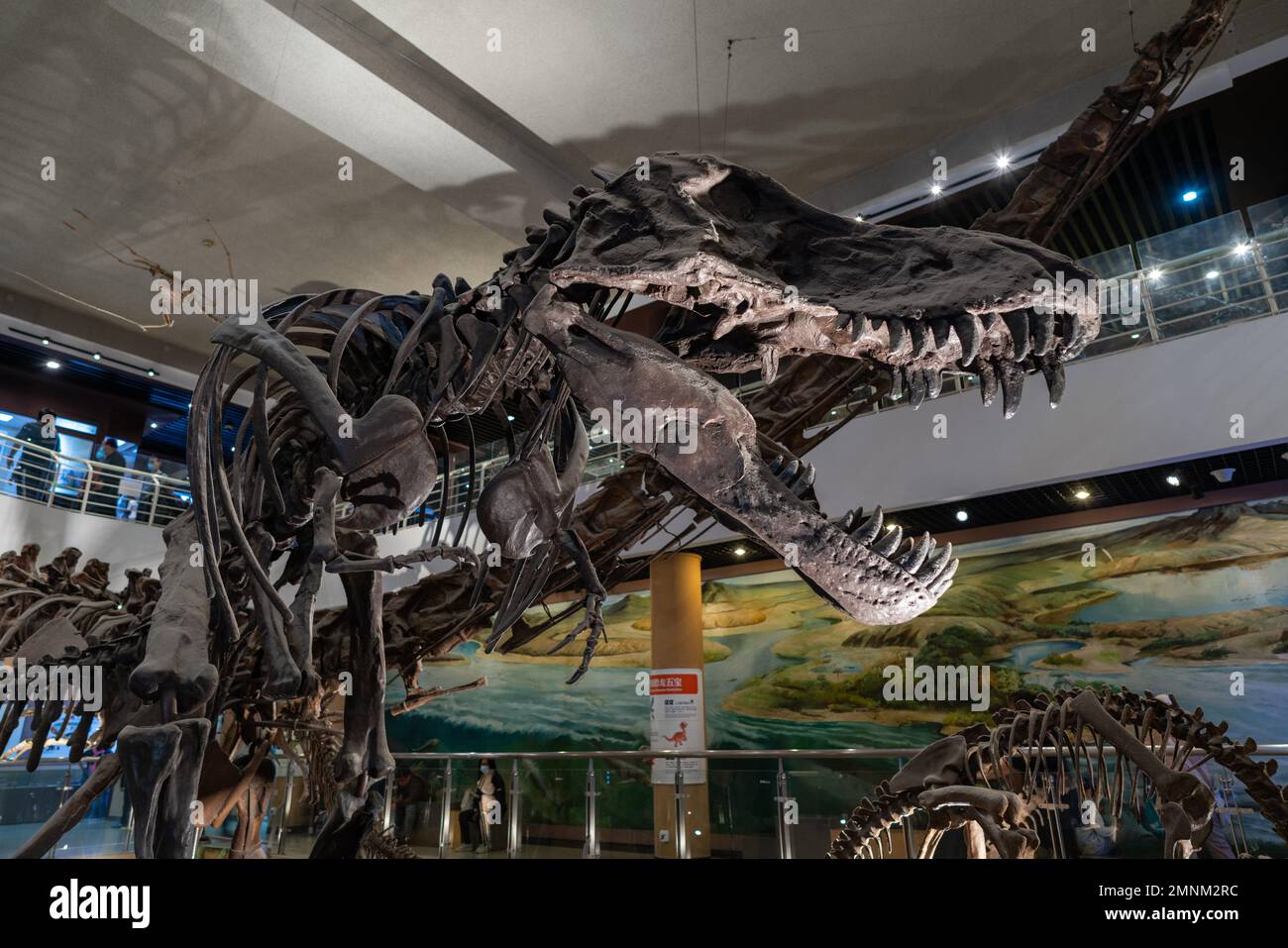 Beijing museum of ancient animals Stock Photo - Alamy