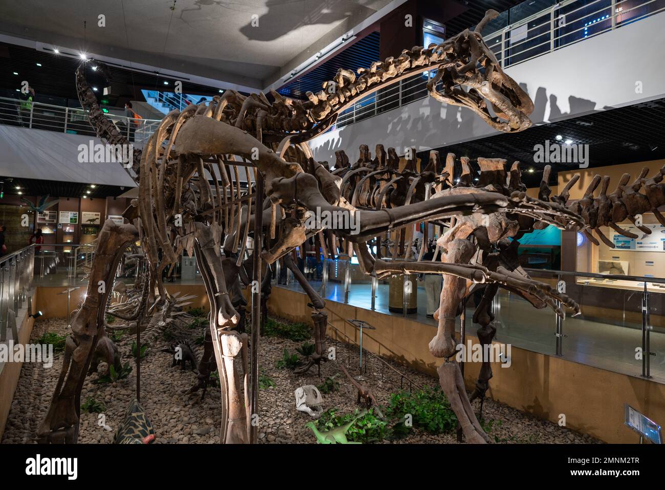 Beijing museum of ancient animals Stock Photo - Alamy