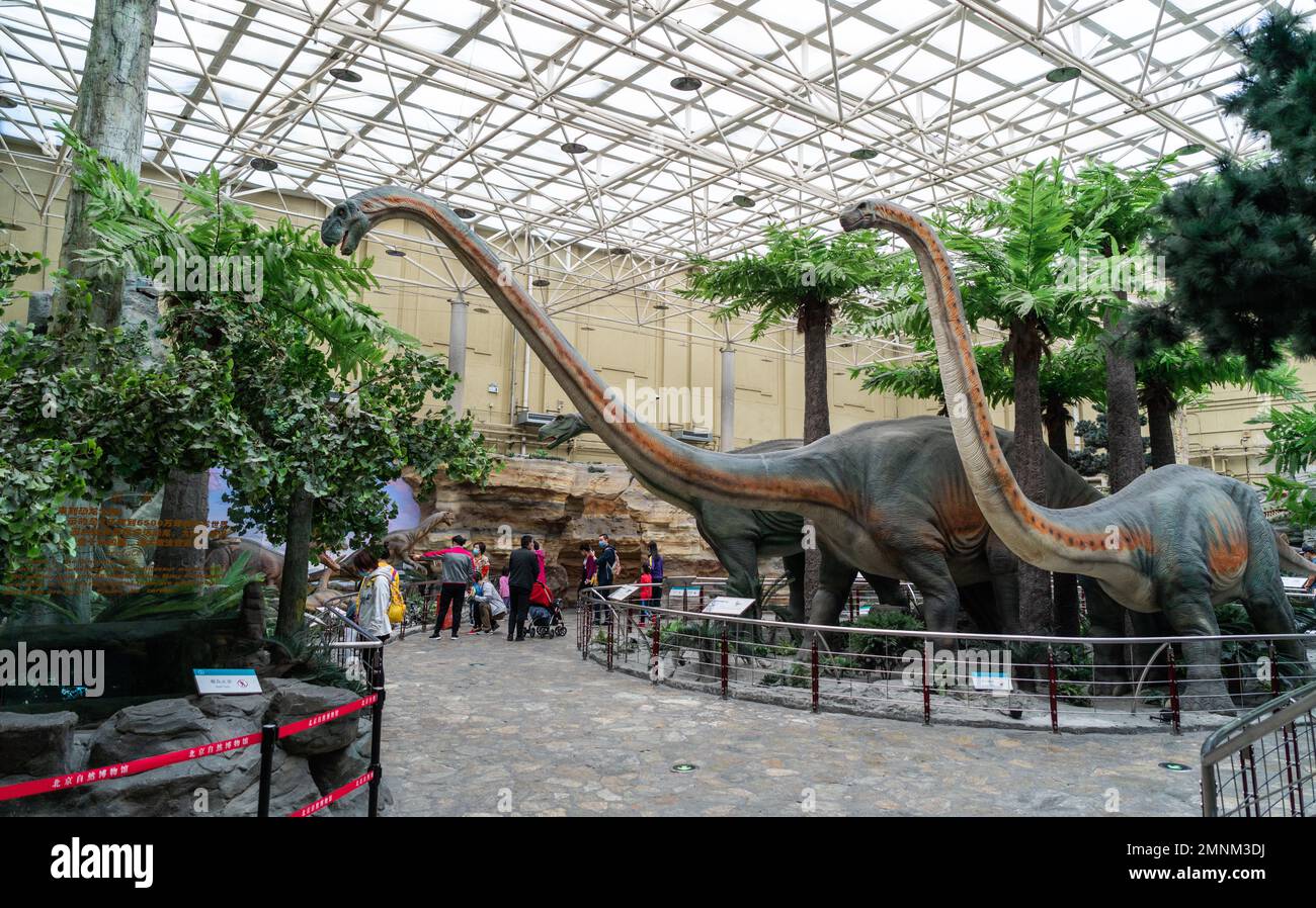 Beijing museum of natural history Stock Photo - Alamy