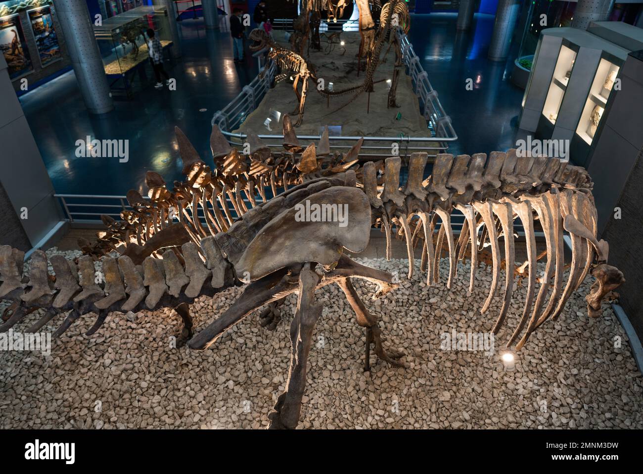 Dinosaur skeleton beijing hi-res stock photography and images - Alamy