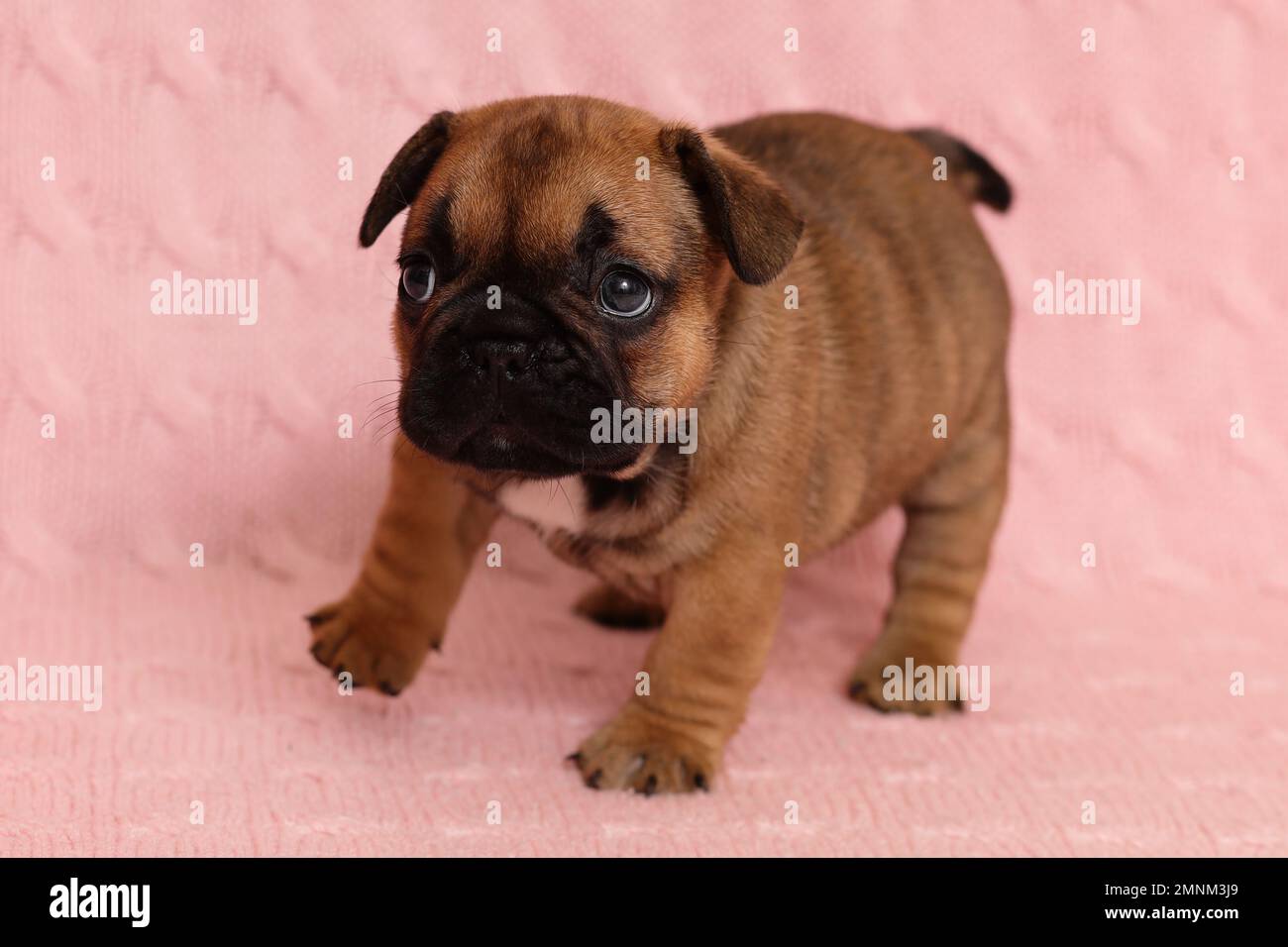 Serious puppy of french bulldog breed dog doing first steps at home ...
