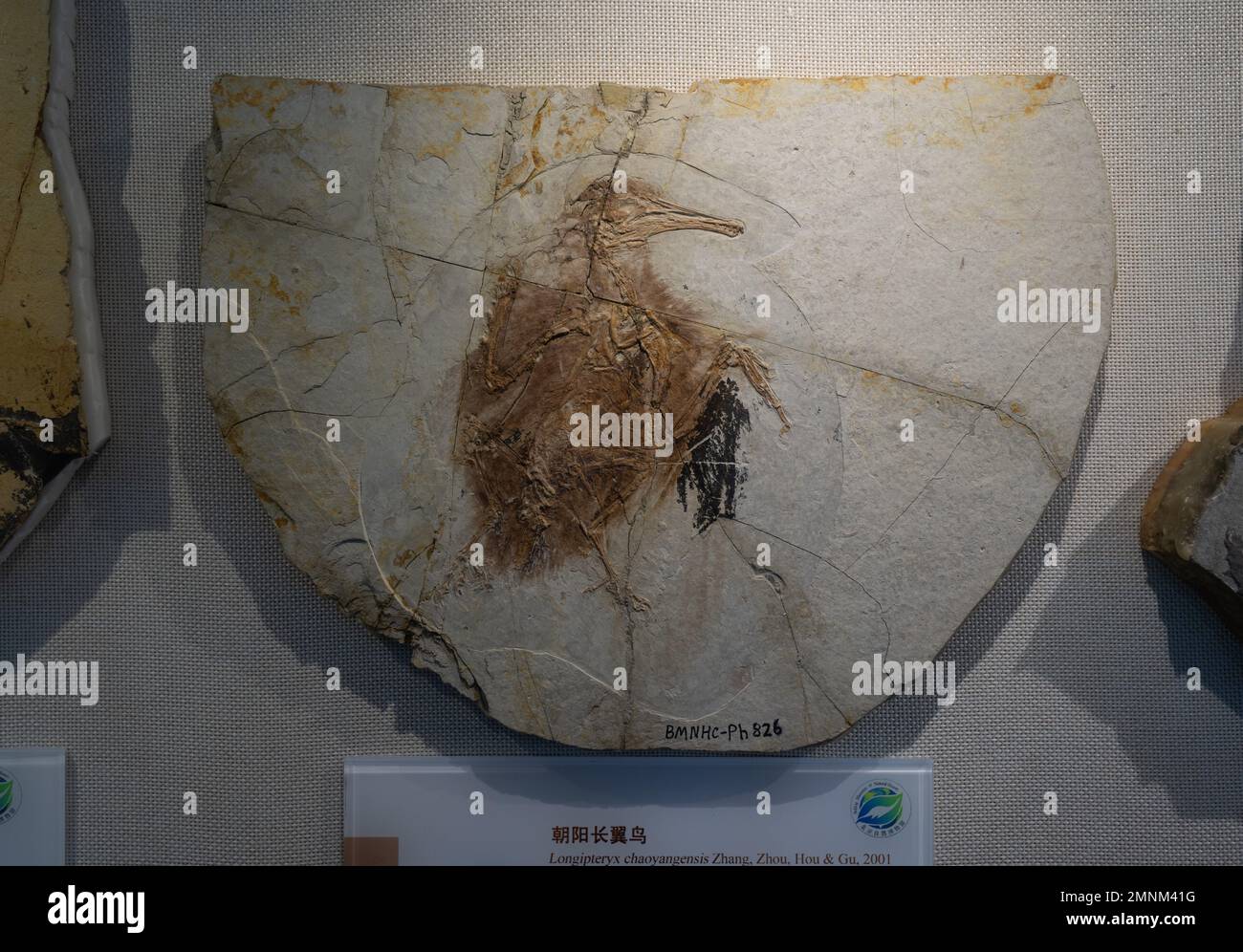 Beijing museum of natural history Stock Photo - Alamy