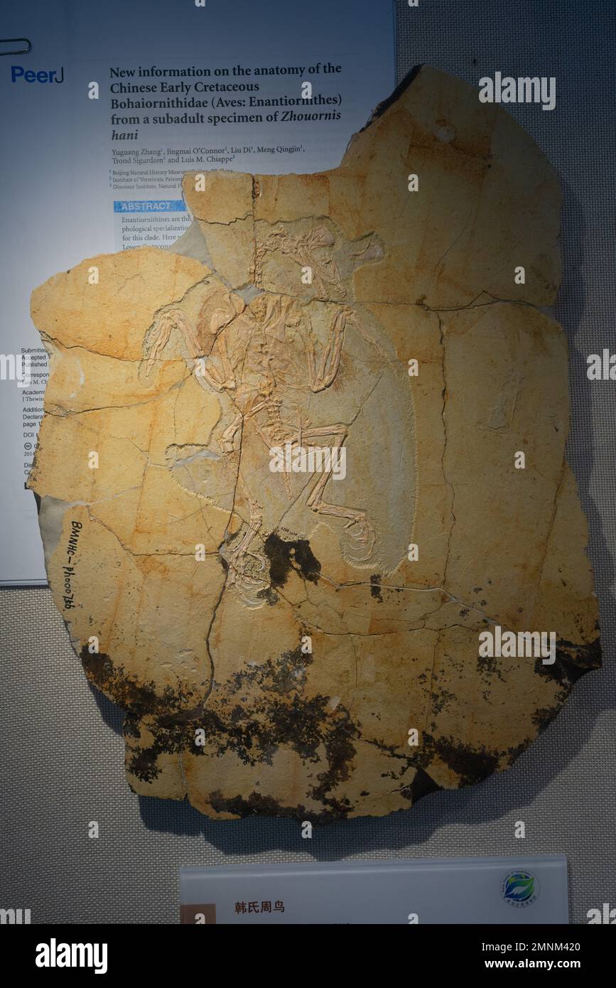 Beijing museum of natural history Stock Photo - Alamy