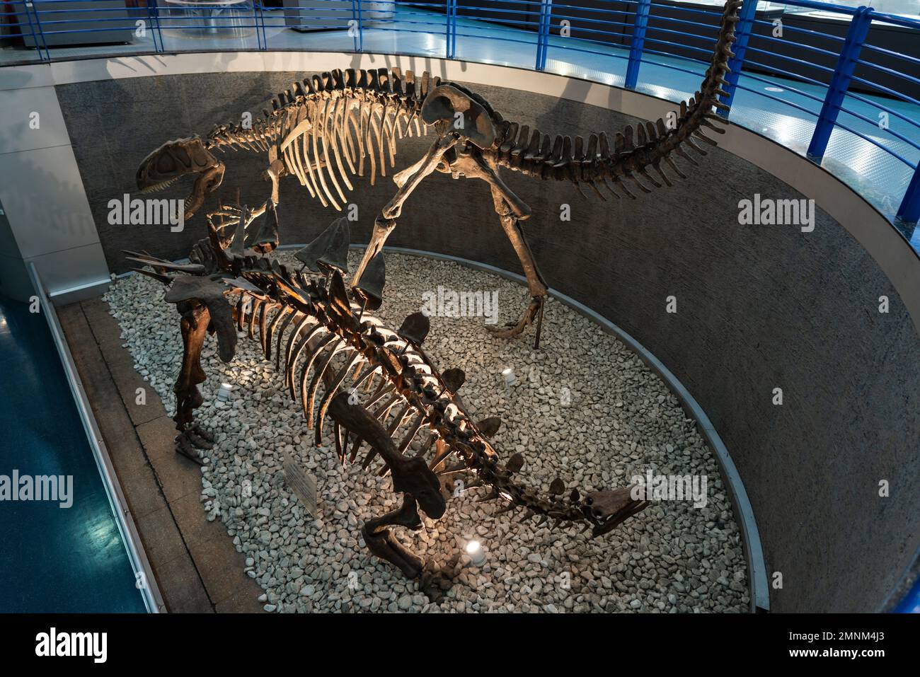 Beijing museum of natural history Stock Photo - Alamy