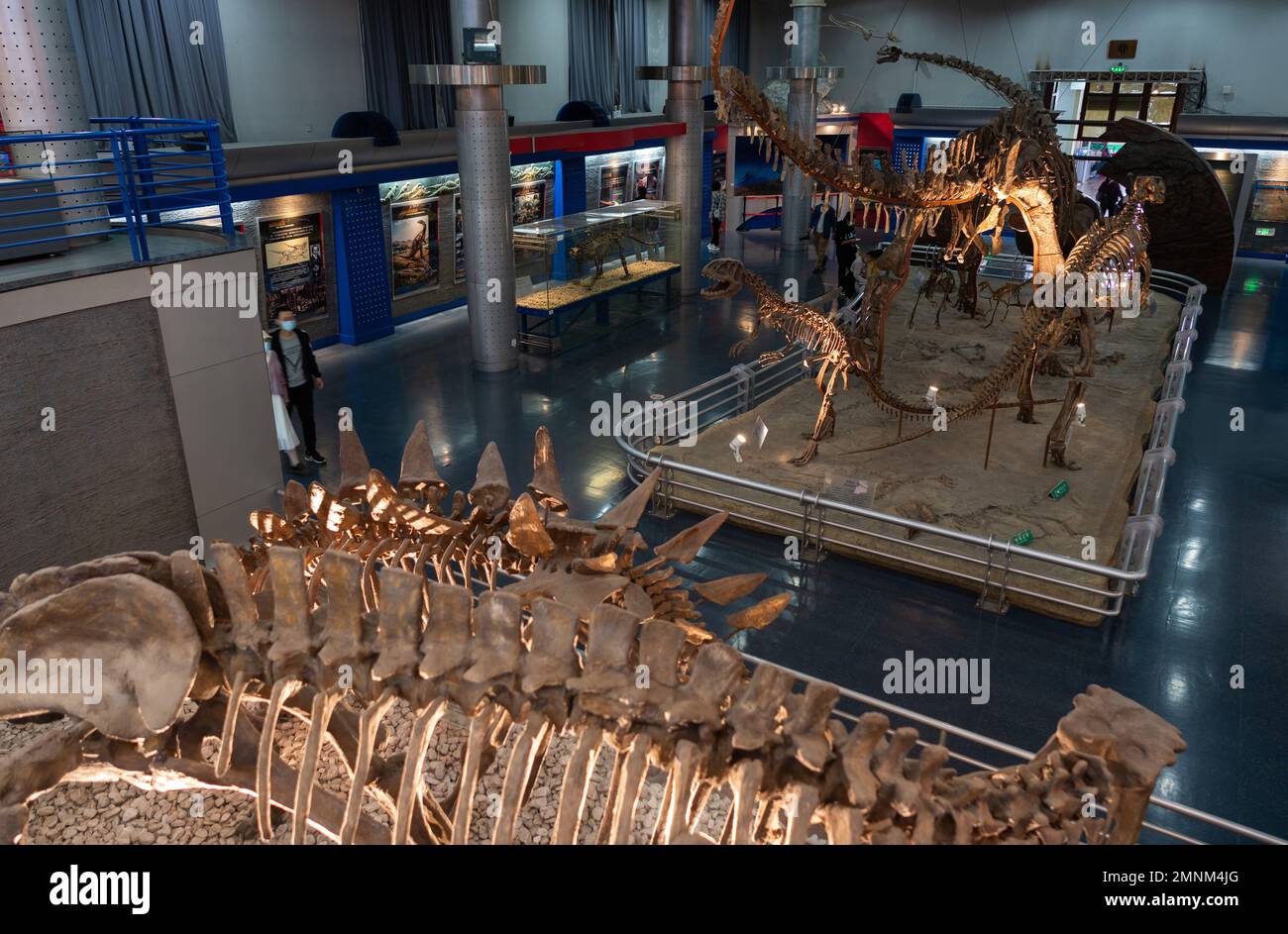 Beijing museum of natural history Stock Photo - Alamy