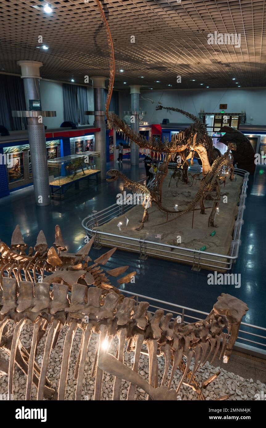 Dinosaur skeleton beijing hi-res stock photography and images - Alamy