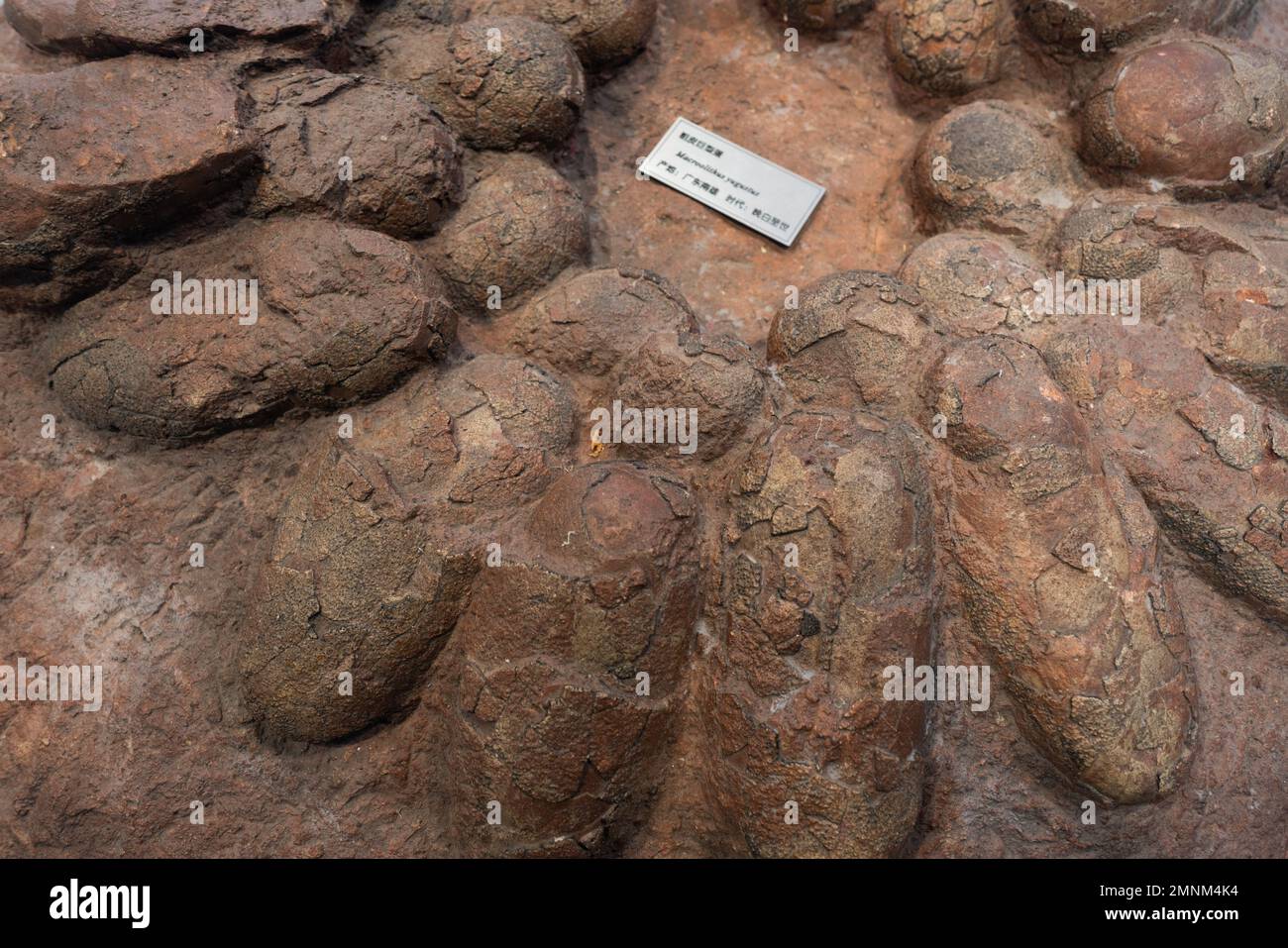 Beijing museum of natural history Stock Photo - Alamy