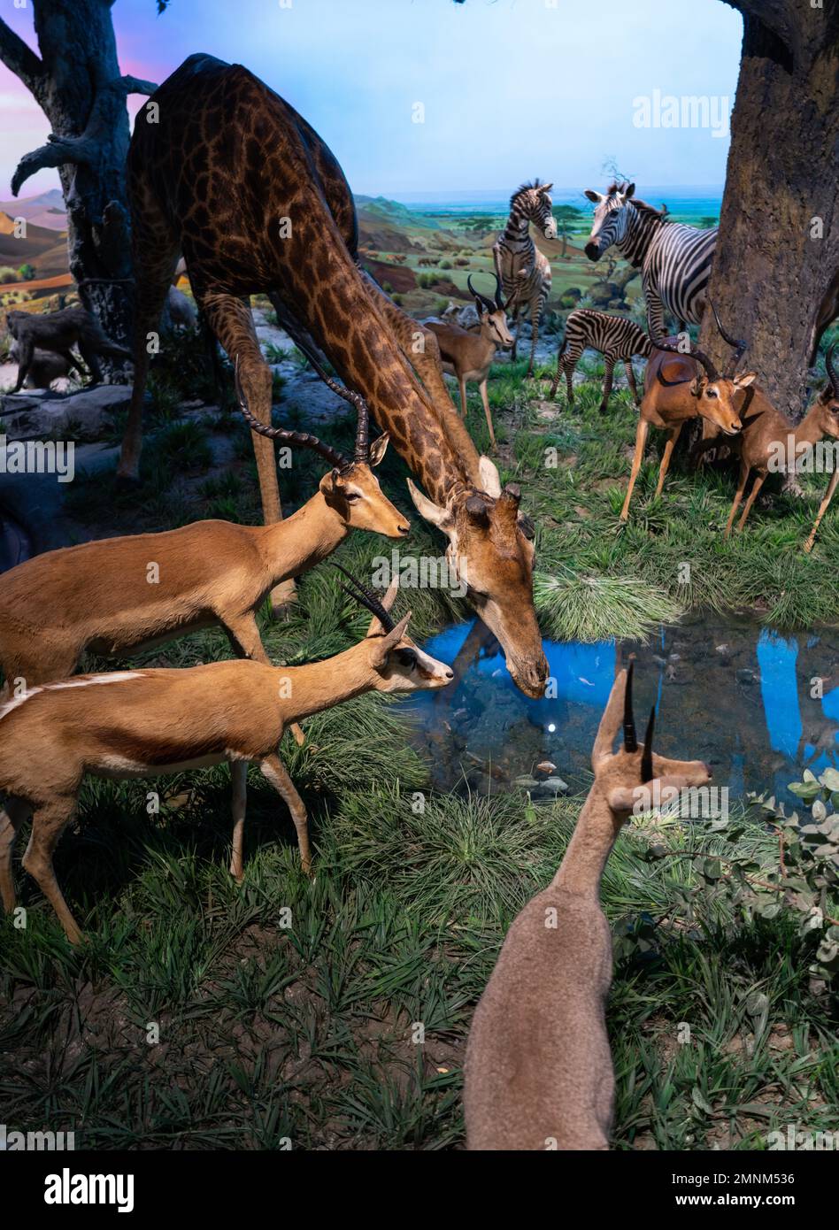 Beijing museum of natural history Stock Photo - Alamy