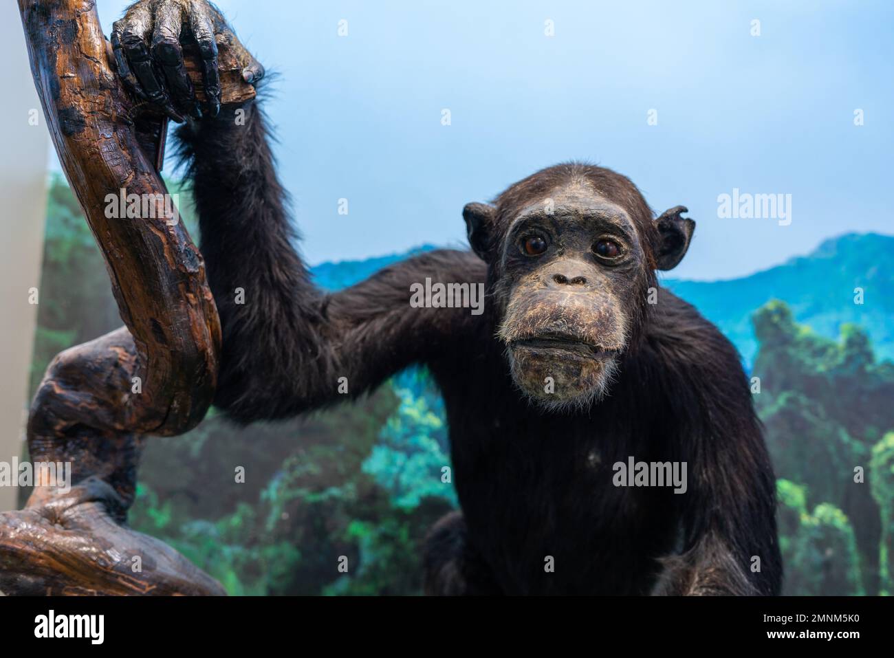 Beijing museum of natural history Stock Photo - Alamy