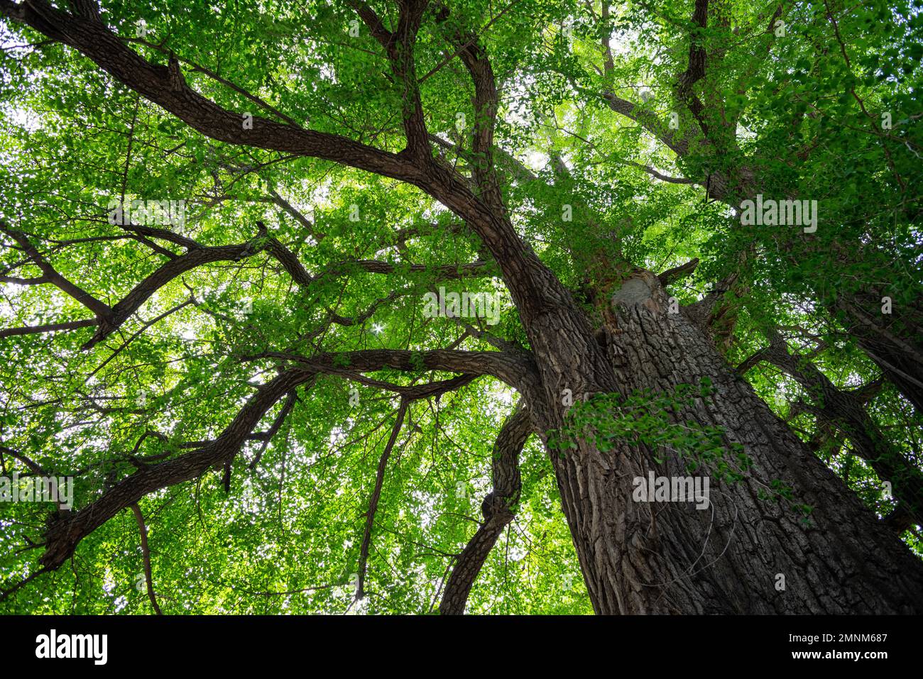 Ginkgo trees china hi-res stock photography and images - Alamy