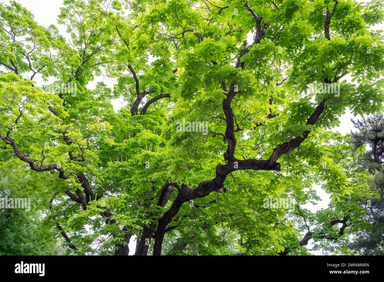 Ginkgo tree buddhist temple hi-res stock photography and images - Alamy