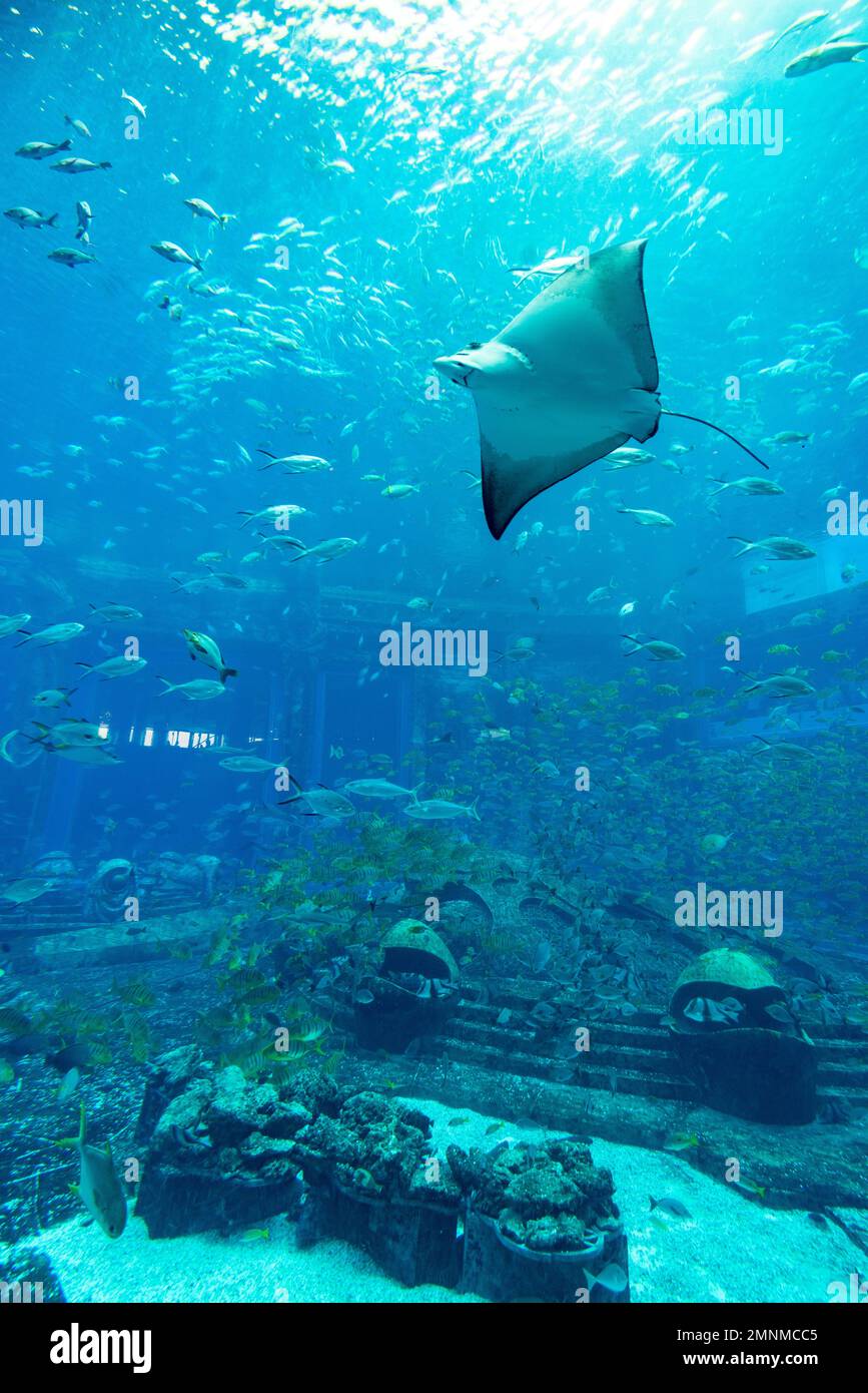 Atlantis hotel aquarium Stock Photo - Alamy